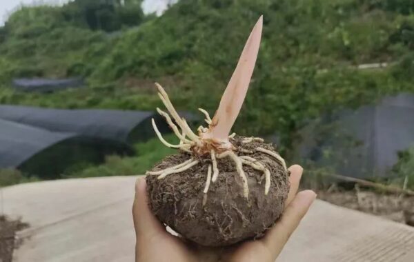 Konjac Root Harvesting And Storage - Konjac Products Manufacturer ...