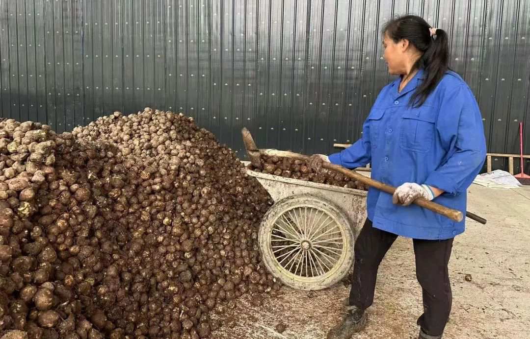 Konjac Root Harvesting And Storage - Konjac Products Manufacturer ...